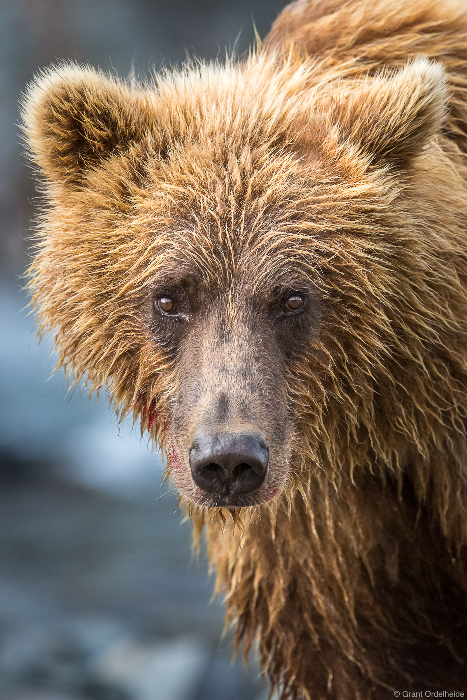 Brown Bear Portrait | Katmai National Park and Preserve, Alaska | Grant ...