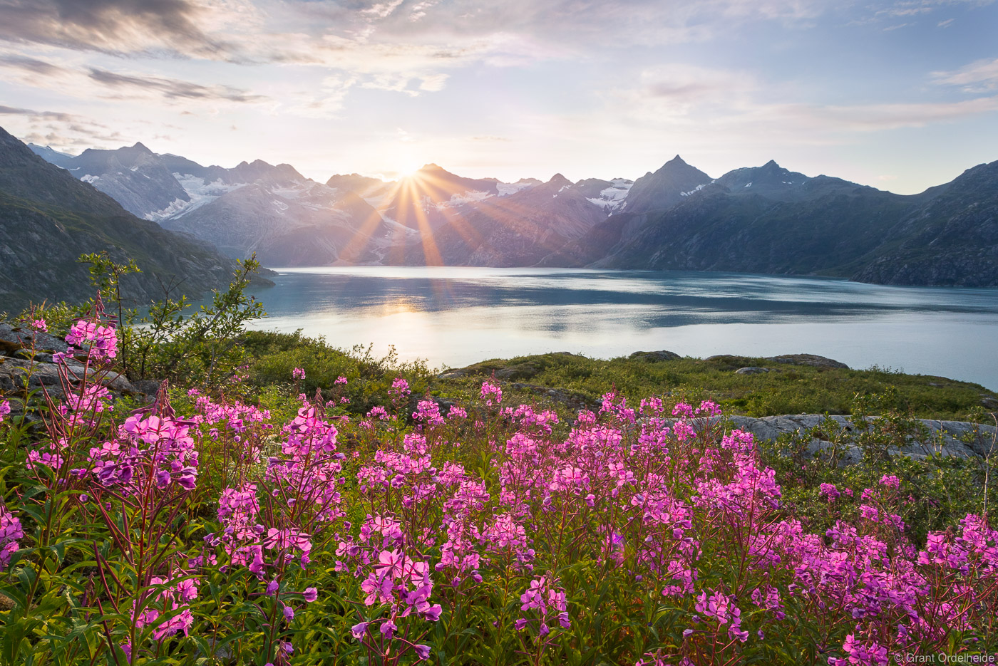 Glacier Bay Wildflowers | Glacier Bay National Park, Alaska | Grant ... Glacier Bay Wildflowers | Glacier Bay National Park, Alaska | Grant ...