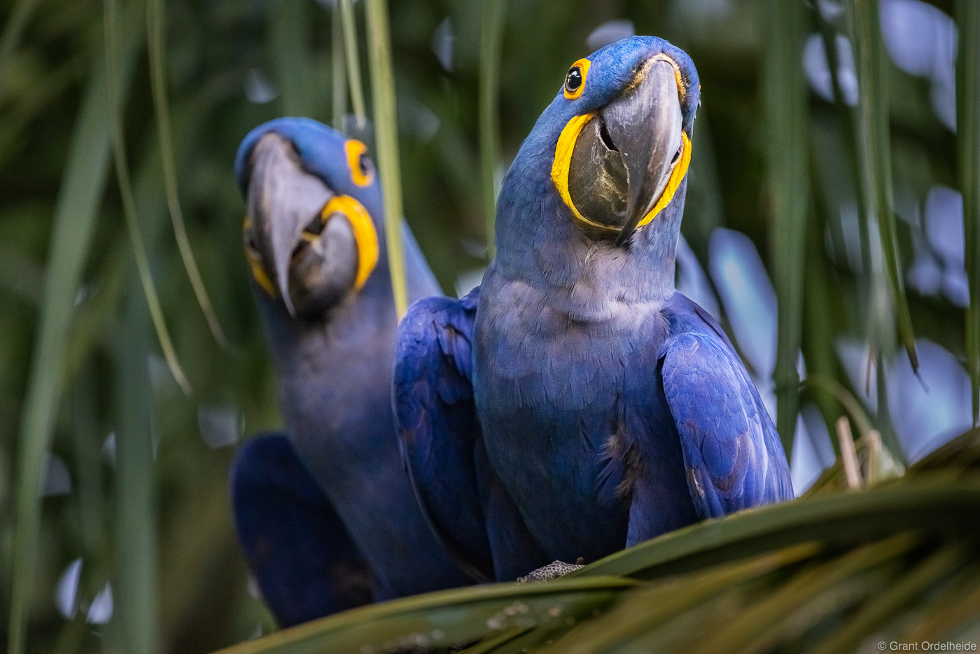 Hyacinth Macaws | Pantanal, Brazil | Grant Ordelheide Photography