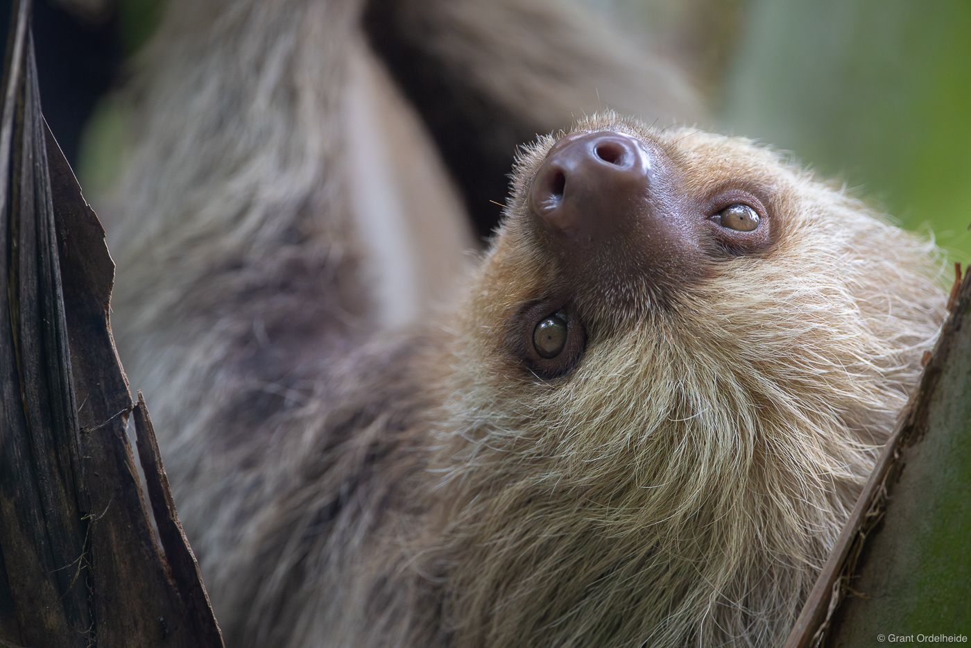 Two-toed Sloth | Osa Peninsula, Costa Rica | Grant Ordelheide Photography
