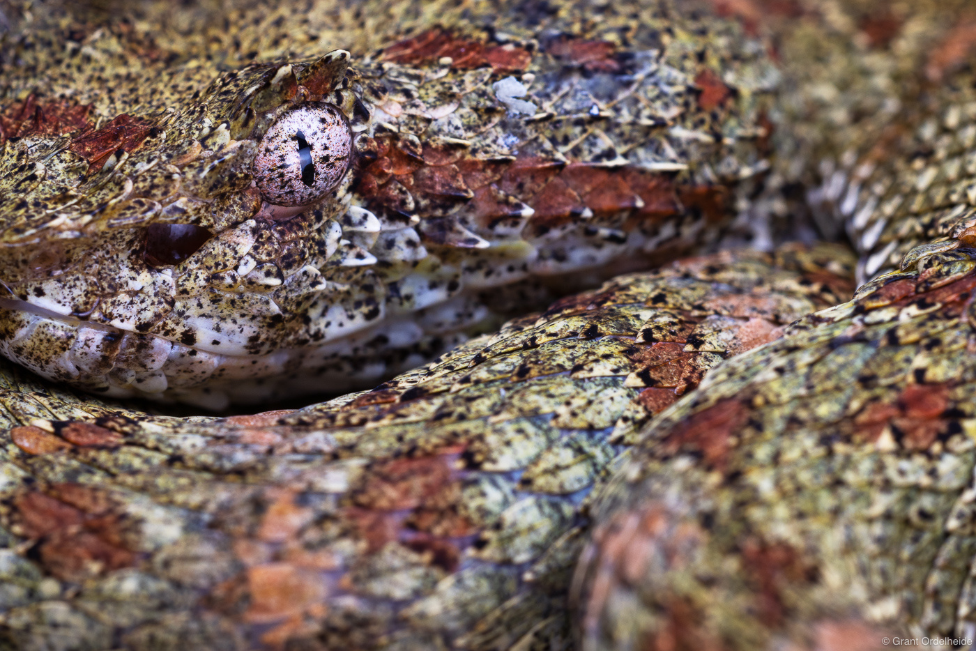 Eyelash Palm Pit Viper | Tortuguero National Park, Costa Rica | Grant ...