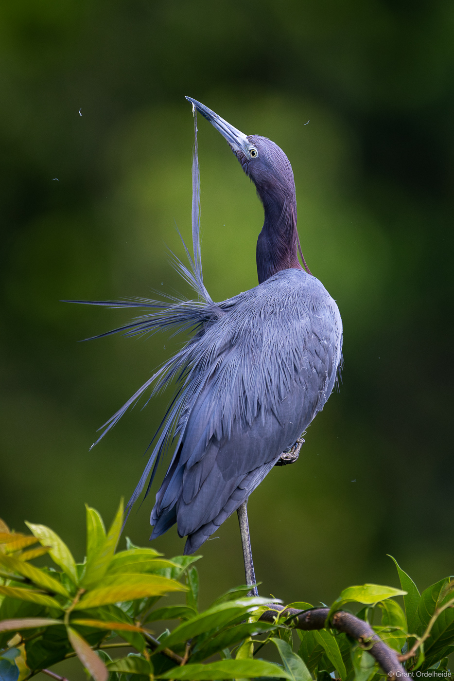 Little Blue Heron | Tortuguero National Park, Costa Rica | Grant ...
