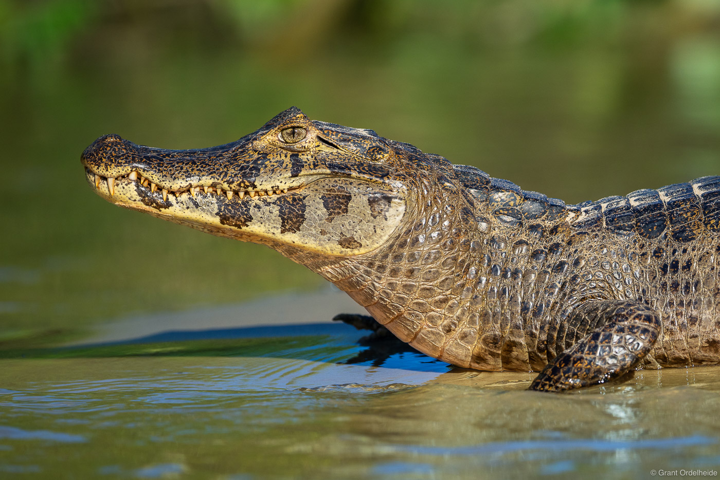 Caiman Profile | Pantanal, Brazil | Grant Ordelheide Photography