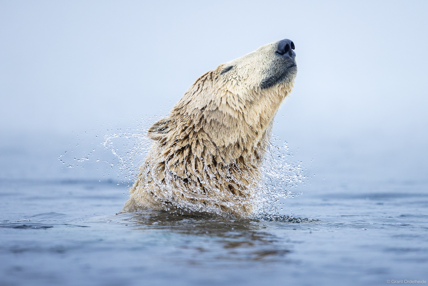 Polar Bear Shake | Svalbard, Norway | Grant Ordelheide Photography