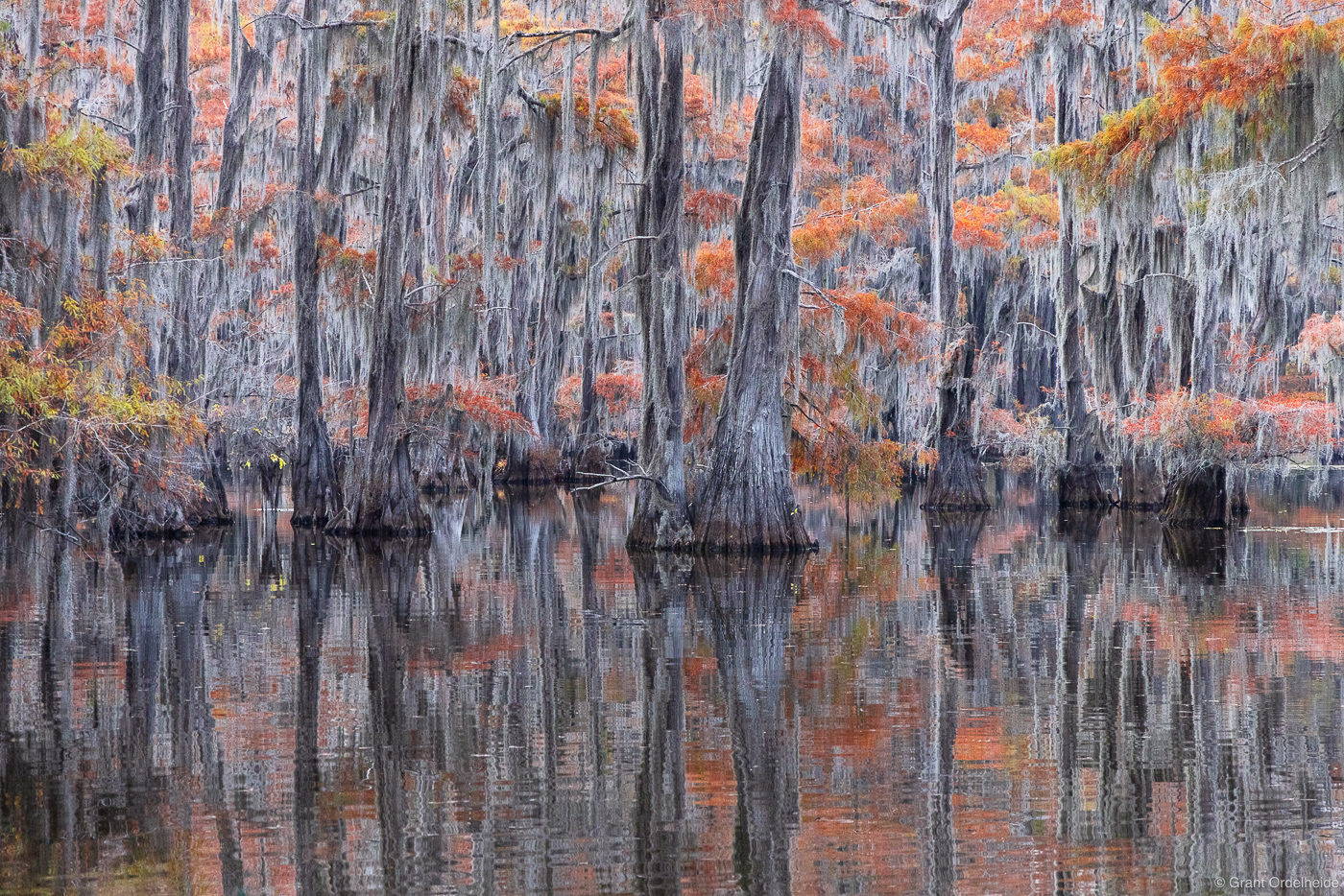 Cypress Forest | Caddo Lake, Texas | Grant Ordelheide Photography