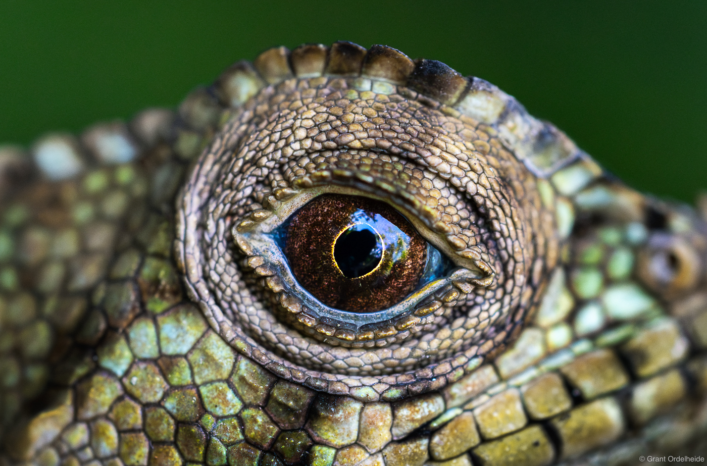 Iguana Eye | Osa Peninsula, Costa Rica | Grant Ordelheide Photography