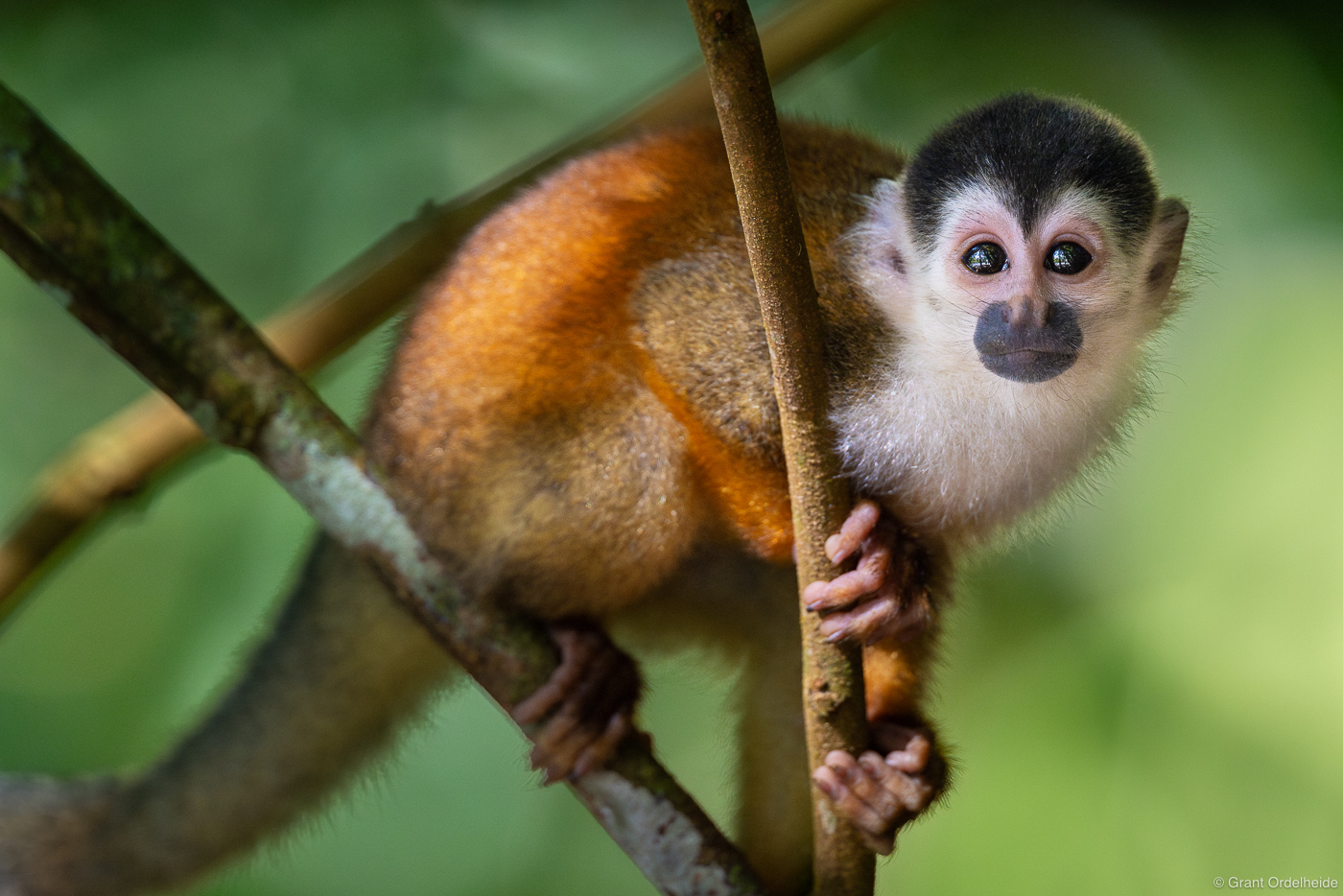Squirrel Portrait | Corcovado National Park, Costa Rica | Grant ...