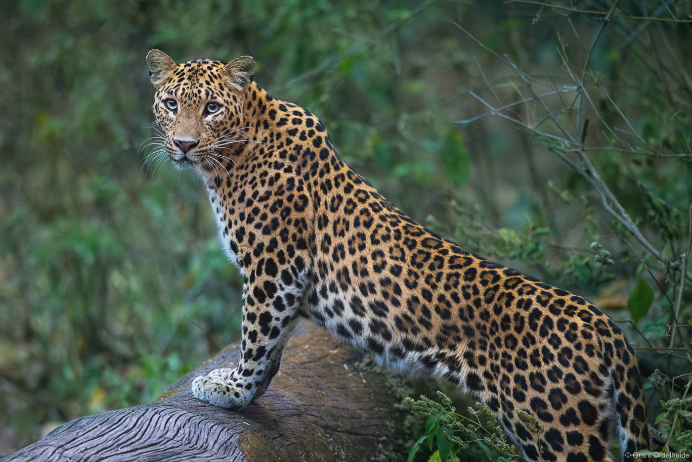 Indian Leopard | Kanha National Park, India | Grant Ordelheide Photography
