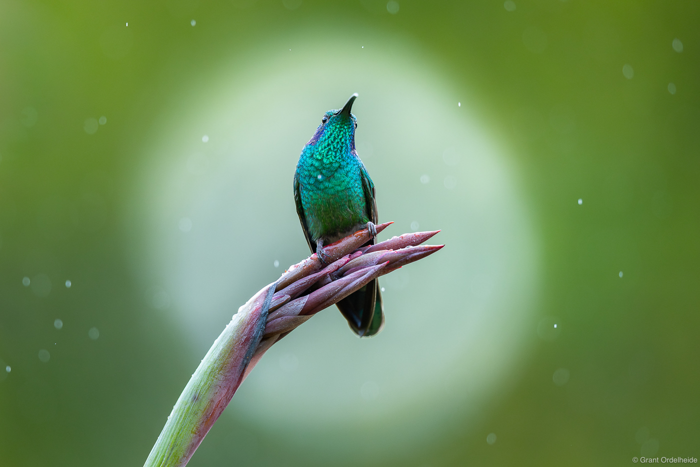 Lesser Violetear | Talamanca Mountains, Costa Rica | Grant Ordelheide ...