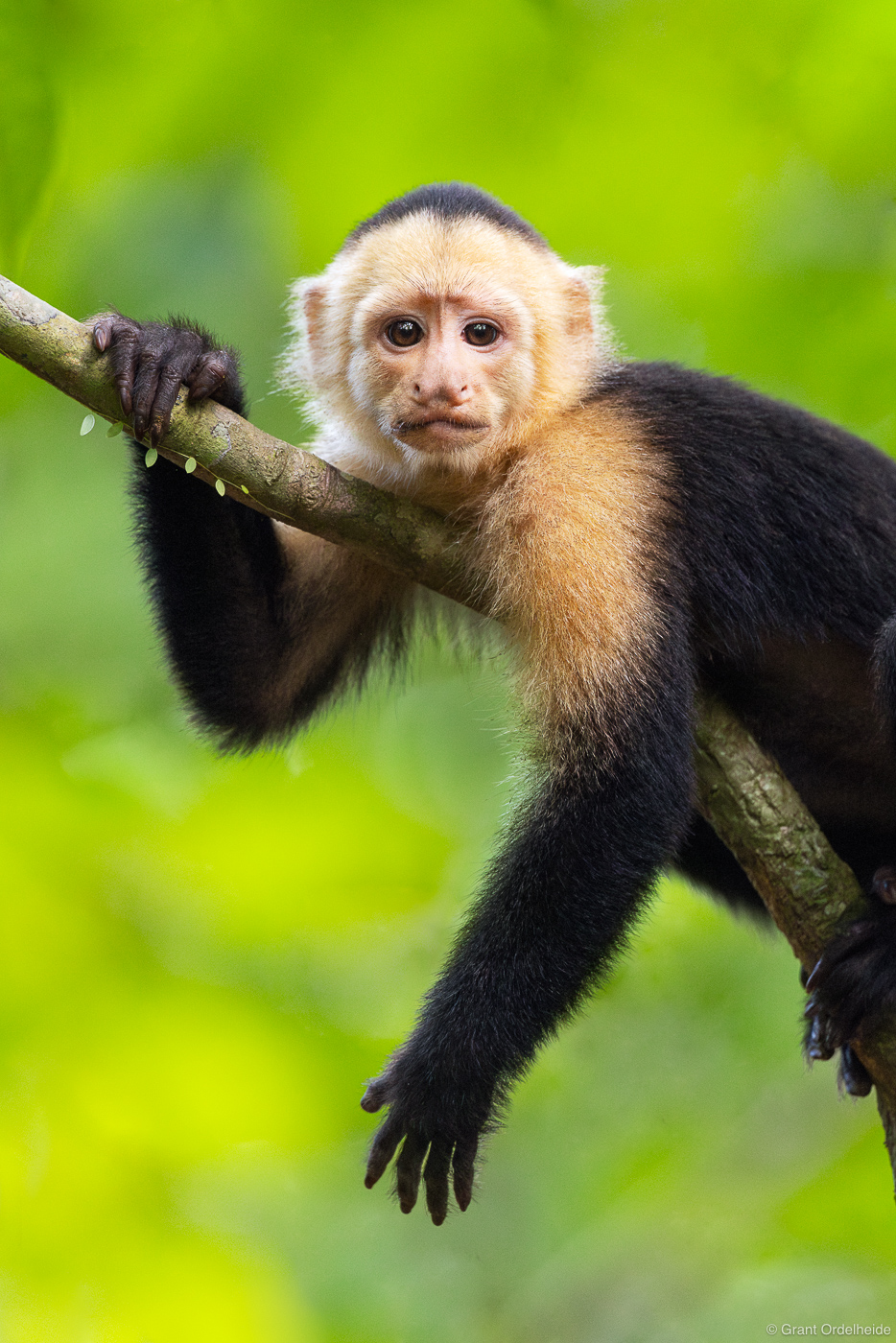 Capuchin Monkey | Osa Peninsula, Costa Rica | Grant Ordelheide Photography
