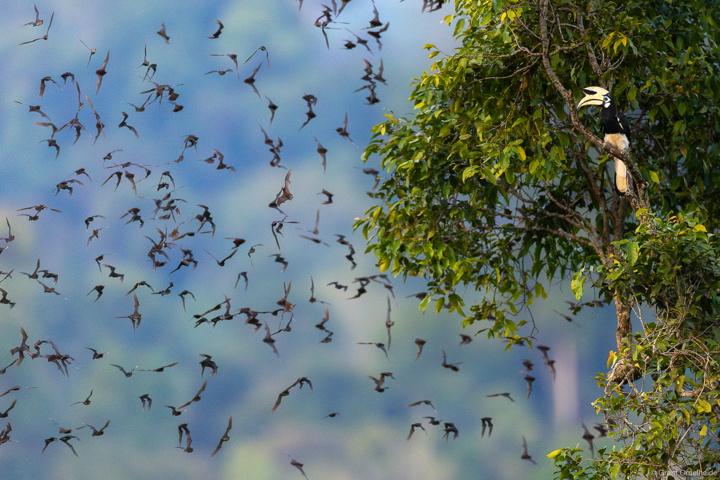 Borneo | Grant Ordelheide Photography