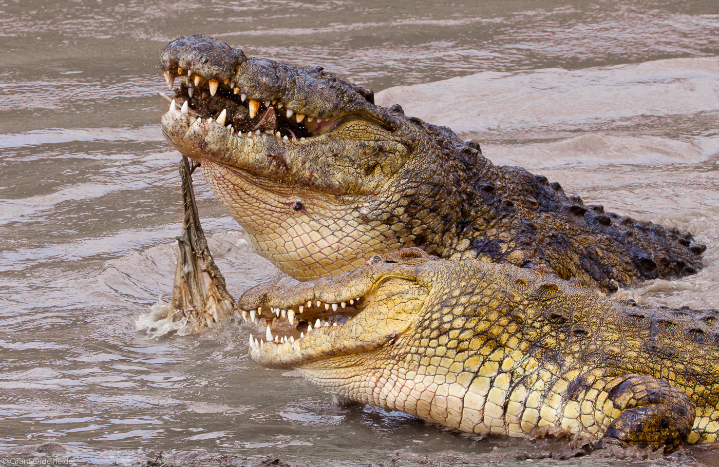 Croc Kill | Masai Mara, Kenya, Africa | Grant Ordelheide Photography